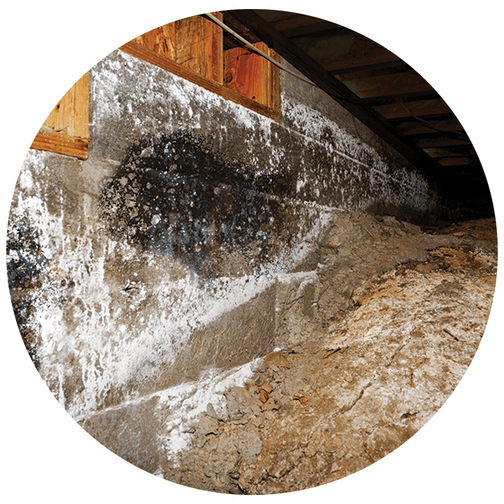 Home - LeafBlaster Pro